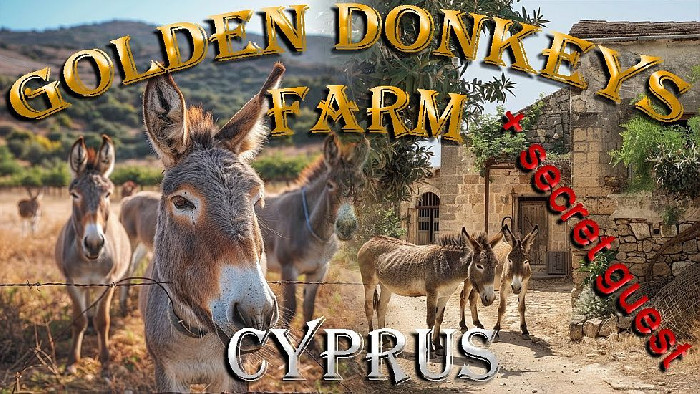 Golden Donkeys Farm